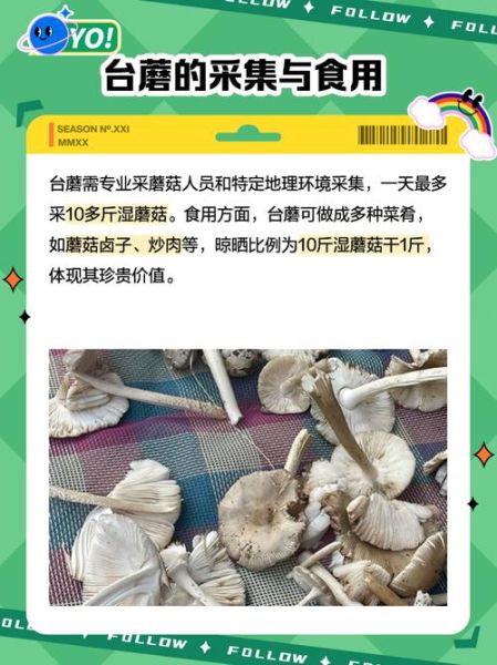 台蘑菇多少钱一斤_台蘑菇价格行情-第2张图片-山城妙识