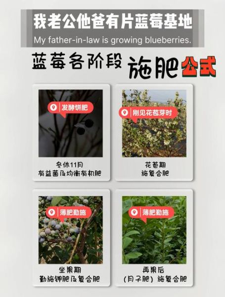 蓝莓种植适合什么地方_蓝莓种植需要什么气候条件-第2张图片-山城妙识