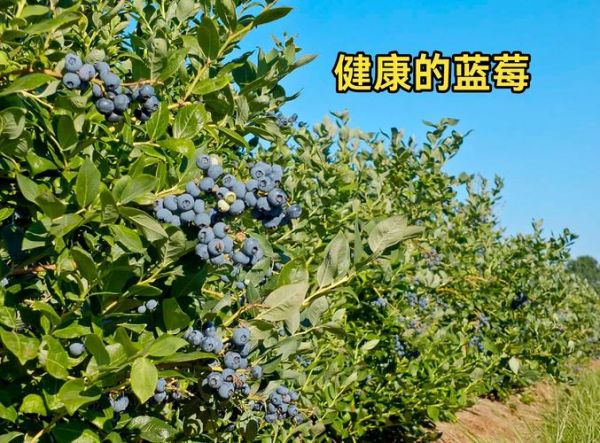 蓝莓种植适合什么地方_蓝莓种植需要什么气候条件-第1张图片-山城妙识