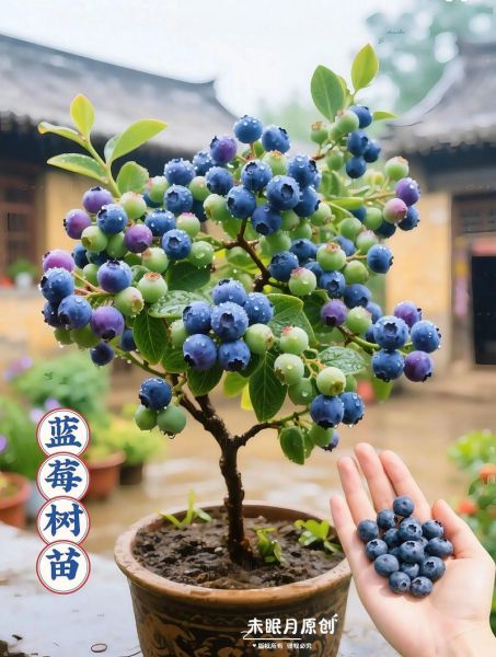 蓝莓种植适合什么地方_蓝莓种植需要什么气候条件-第3张图片-山城妙识