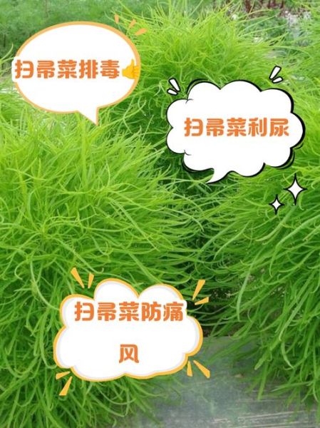 扫帚菜怎么吃_扫帚菜的功效与作用-第3张图片-山城妙识 扫帚菜怎么吃_扫帚菜的功效与作用-第3张图片-山城妙识