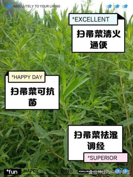 扫帚菜怎么吃_扫帚菜的功效与作用-第1张图片-山城妙识 扫帚菜怎么吃_扫帚菜的功效与作用-第1张图片-山城妙识