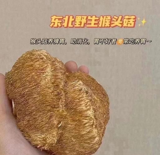 猴头菇能治胃病吗_猴头菇对胃炎有用吗-第1张图片-山城妙识