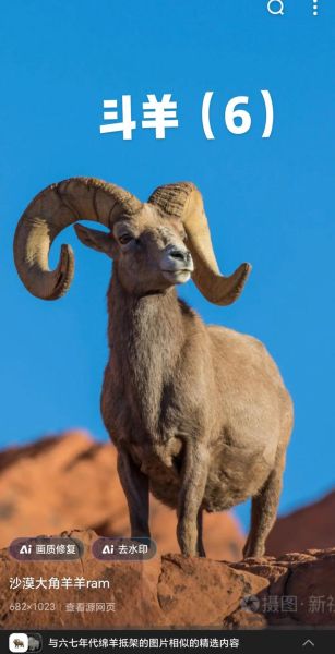 羊图片怎么拍好看_羊图片拍摄技巧-第3张图片-山城妙识