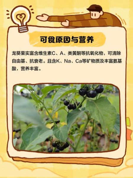 龙葵果怎么吃_龙葵果的正确吃法-第1张图片-山城妙识