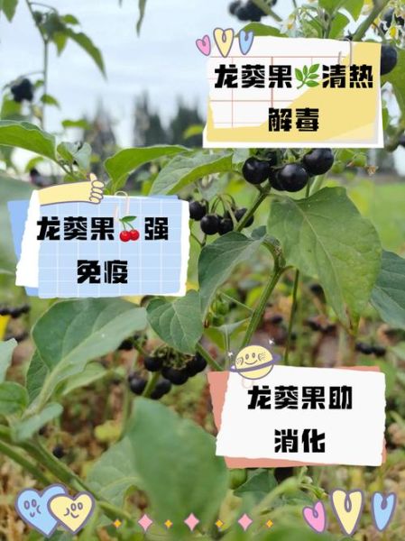 龙葵果怎么吃_龙葵果的正确吃法-第3张图片-山城妙识