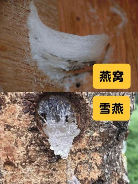 雪燕和燕窝的功效区别_哪个更适合女人吃-第1张图片-山城妙识