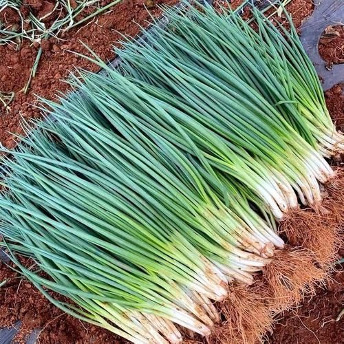 葱白是什么颜色_葱白颜色怎么形容-第3张图片-山城妙识