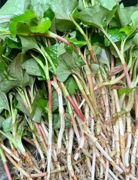 鱼腥草图片长什么样_鱼腥草有什么药用价值-第1张图片-山城妙识