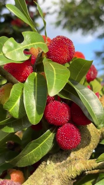 哪些水果最好吃_好吃的水果图片怎么拍-第2张图片-山城妙识