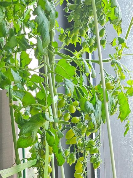 阳台种菜十大危害_阳台种菜对身体有害吗-第1张图片-山城妙识