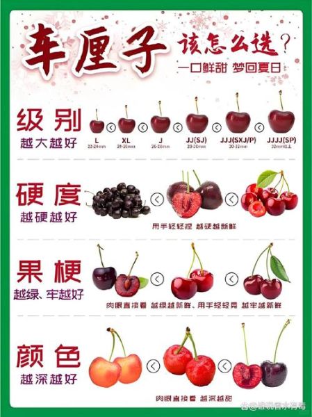 车厘子和樱桃哪个营养价值更高_区别与功效-第2张图片-山城妙识