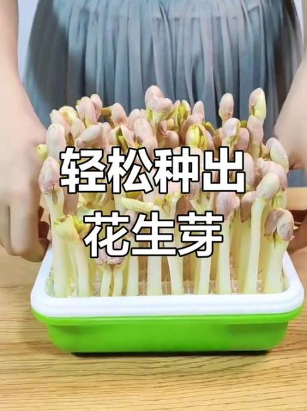 花生芽怎么种_花生芽图片长什么样-第1张图片-山城妙识