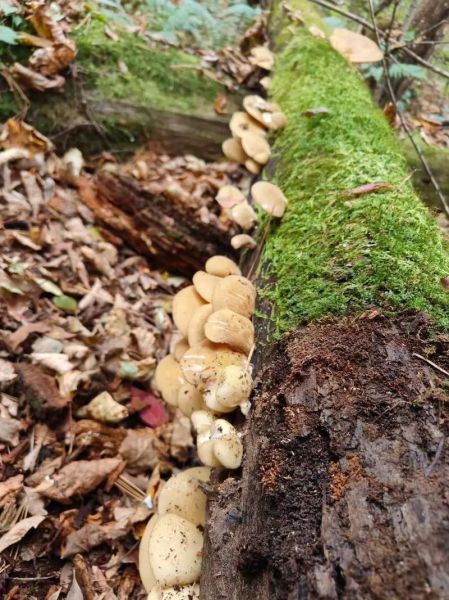 元蘑的功效与作用_元蘑怎么吃最好-第2张图片-山城妙识