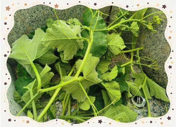 南瓜叶怎么清洗_南瓜叶去绒毛方法-第1张图片-山城妙识