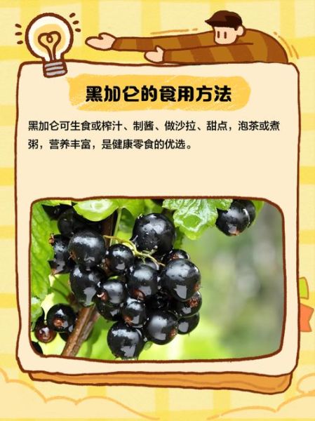 黑加仑图片_黑加仑和葡萄的区别-第3张图片-山城妙识 黑加仑图片_黑加仑和葡萄的区别-第3张图片-山城妙识