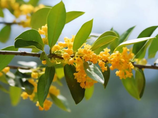 桂花图片大全_如何挑选高清桂花照片-第2张图片-山城妙识