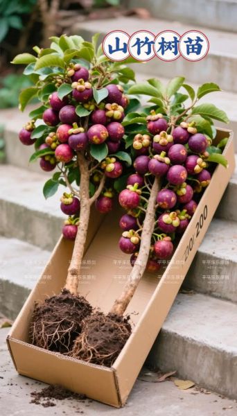 热带水果皇后是什么_热带水果皇后有哪些品种-第3张图片-山城妙识