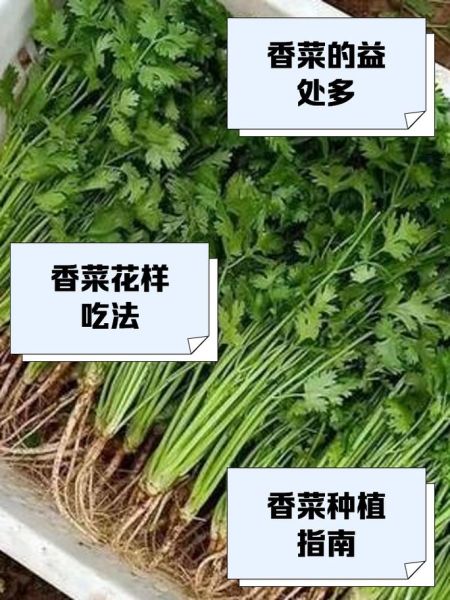 香菜学名是什么_香菜学名和日常叫法区别-第3张图片-山城妙识
