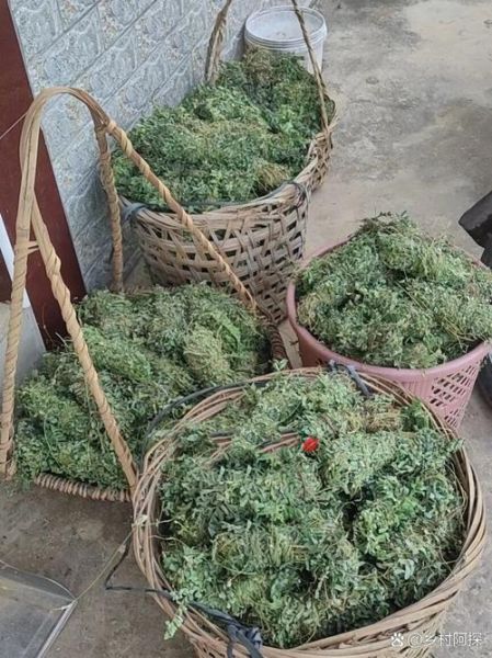 鸡骨草什么人不能吃_鸡骨草禁忌有哪些-第2张图片-山城妙识