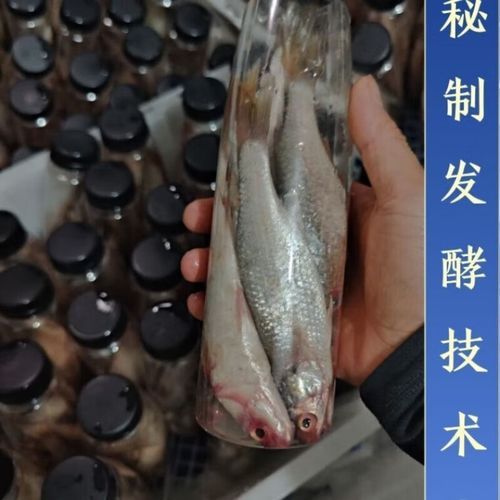 塘鲺鱼怎么钓_钓塘鲺鱼用什么饵-第3张图片-山城妙识 塘鲺鱼怎么钓_钓塘鲺鱼用什么饵-第3张图片-山城妙识