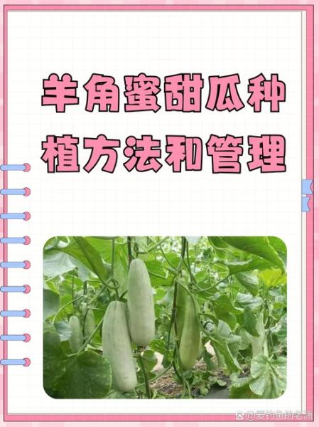 甜瓜怎么挑选_甜瓜种植技巧-第2张图片-山城妙识