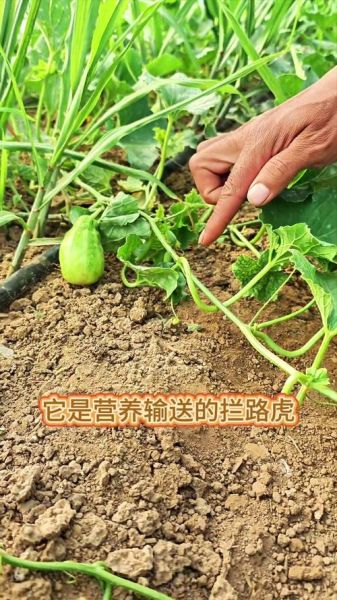 甜瓜怎么挑选_甜瓜种植技巧-第3张图片-山城妙识