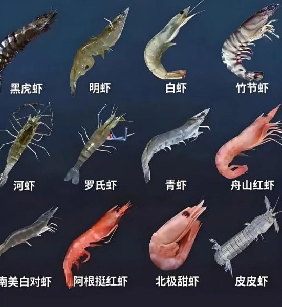 沼虾是什么虾_沼虾和基围虾区别-第1张图片-山城妙识 沼虾是什么虾_沼虾和基围虾区别-第1张图片-山城妙识