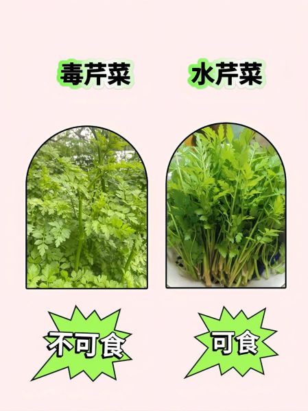 哪些野菜可以吃_如何辨别有毒野菜-第3张图片-山城妙识