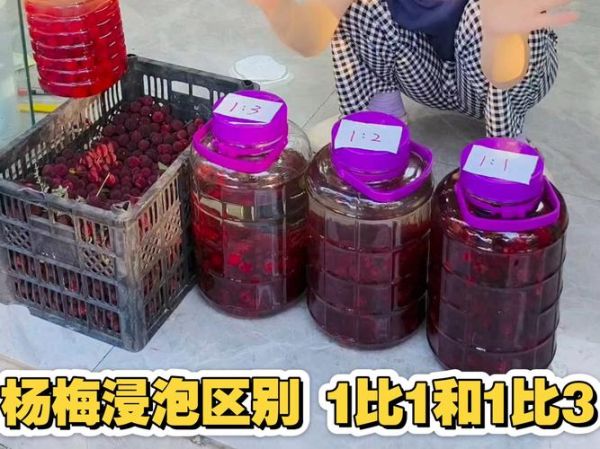 杨梅酒怎么泡_杨梅酒泡多久可以喝-第3张图片-山城妙识