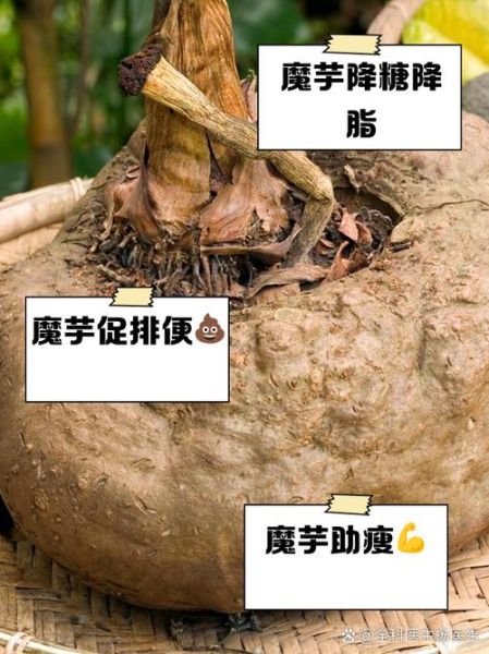 魔芋图片功效与作用_魔芋能减肥吗-第1张图片-山城妙识