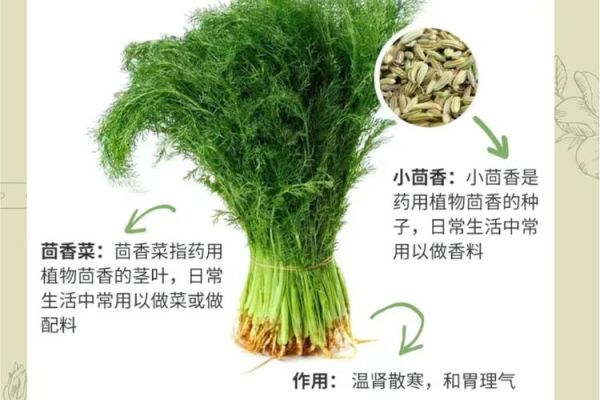 毛茴香与小茴香的区别_如何一眼辨别真假-第1张图片-山城妙识