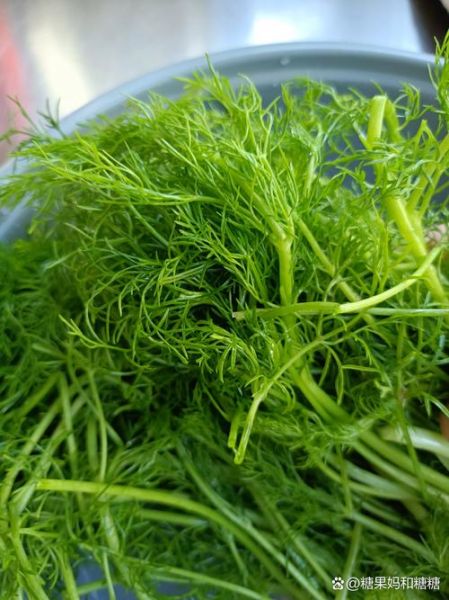 毛茴香与小茴香的区别_如何一眼辨别真假-第3张图片-山城妙识