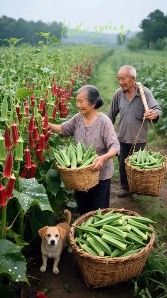 黄秋葵种子怎么种_黄秋葵种子几天发芽-第1张图片-山城妙识 黄秋葵种子怎么种_黄秋葵种子几天发芽-第1张图片-山城妙识