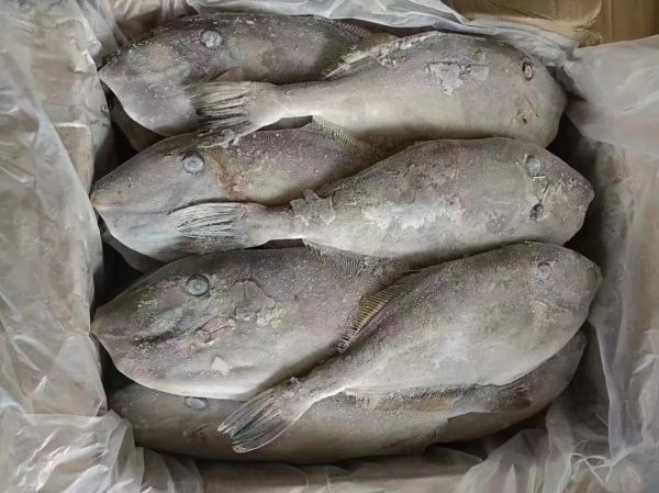 马面鱼是不是剥皮鱼_马面鱼剥皮鱼区别-第2张图片-山城妙识