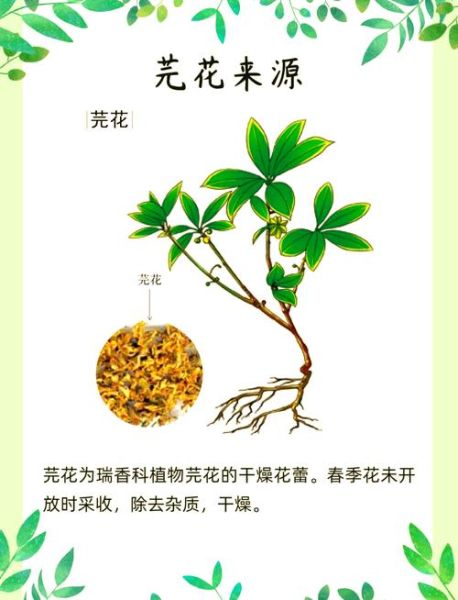 芫花怎么读_芫花的功效与作用-第1张图片-山城妙识
