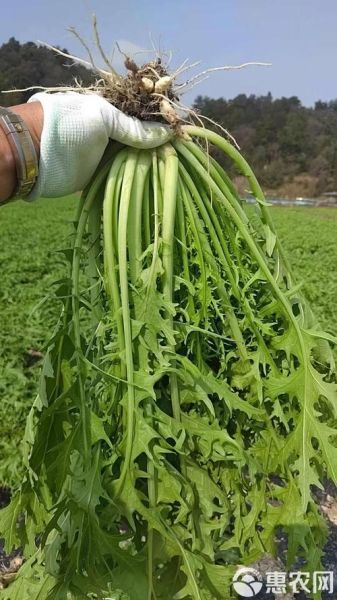 红芥菜的功效与作用_红芥菜的禁忌有哪些-第2张图片-山城妙识