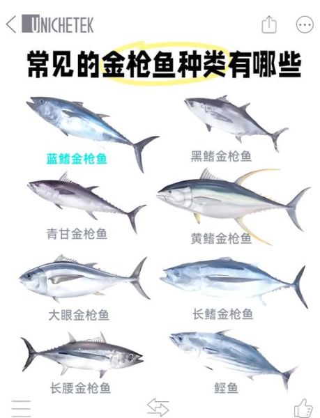 金枪鱼怎么吃_金枪鱼有多少种吃法-第2张图片-山城妙识