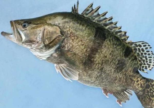 鳜怎么读音_鳜鱼是什么鱼-第3张图片-山城妙识