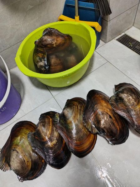 河蚌咬不动可以用高压锅压吗_高压锅炖河蚌要多长时间-第1张图片-山城妙识