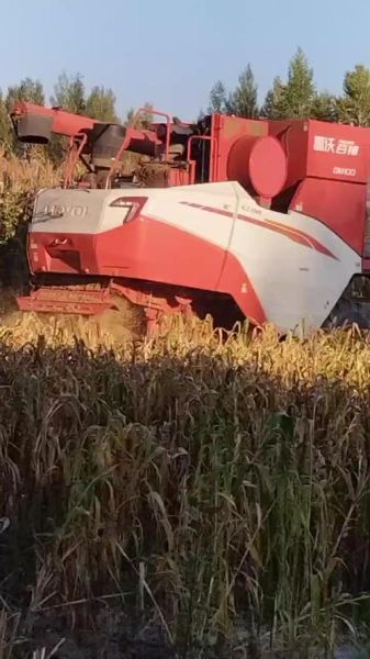 谷子价格走势_谷子多少钱一斤-第2张图片-山城妙识