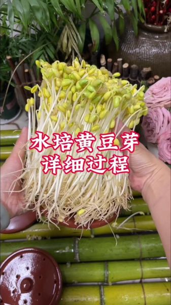 黄豆芽怎么发_黄豆芽发芽最快方法-第1张图片-山城妙识