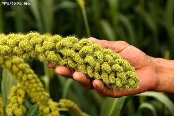 谷子价格走势_谷子多少钱一斤-第3张图片-山城妙识