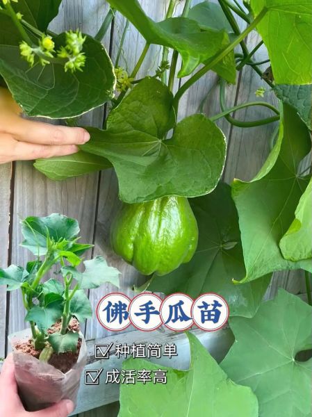 清炒佛手瓜苗怎么做_佛手瓜苗焯水多久-第1张图片-山城妙识