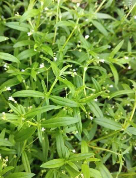 白花蛇舌草和半枝莲能一起喝吗_白花蛇舌草半枝莲功效与作用-第2张图片-山城妙识