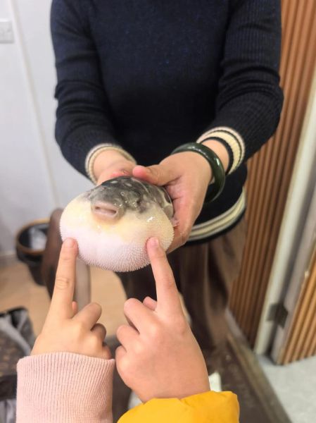 小河豚怎么养_小河豚吃什么食物-第3张图片-山城妙识