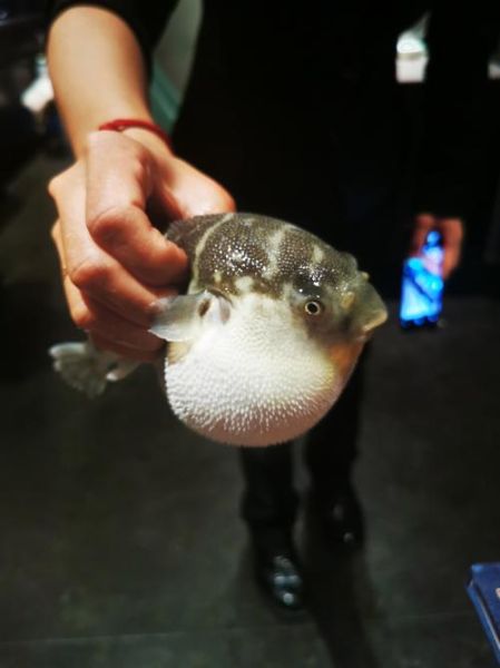 小河豚怎么养_小河豚吃什么食物-第2张图片-山城妙识
