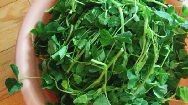 金花菜怎么炒好吃_金花菜炒几分钟口感最佳-第1张图片-山城妙识