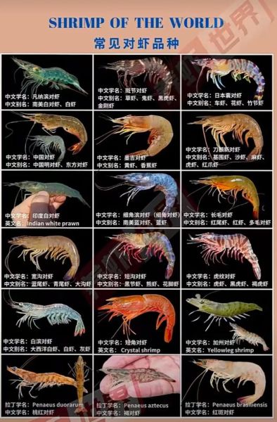 虾图片大全高清_虾的种类及名称图解-第2张图片-山城妙识