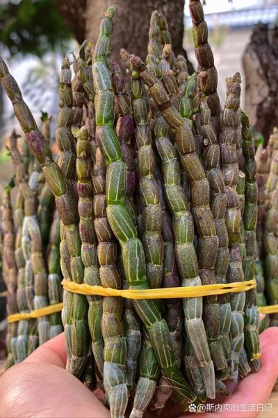 野生铁皮石斛多少钱一斤_野生铁皮石斛价格为什么差异大-第1张图片-山城妙识